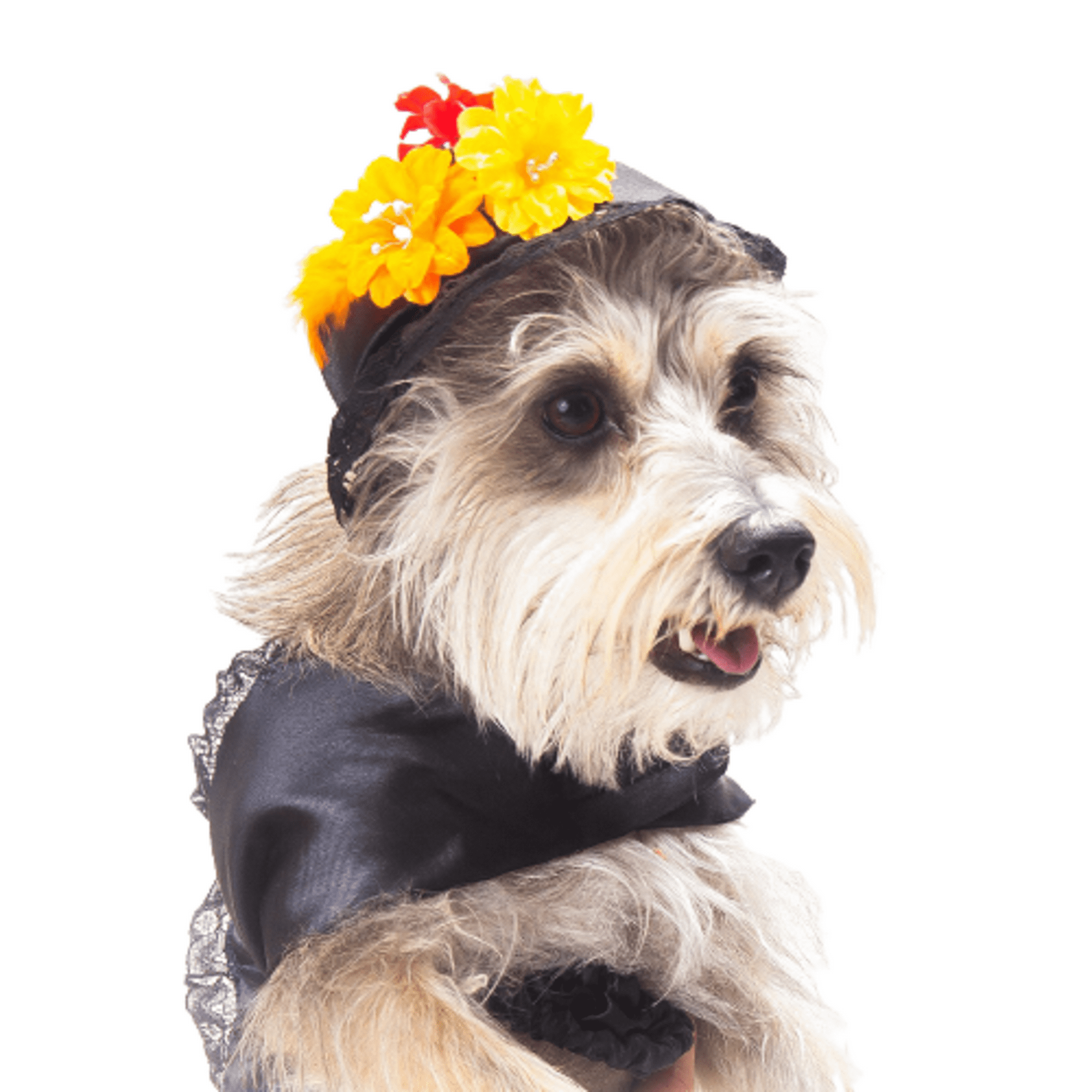 Disfraz Catrina Halloween Perro Mascota Talla 6 Pet Pals Pet Pals CATR6 ...
