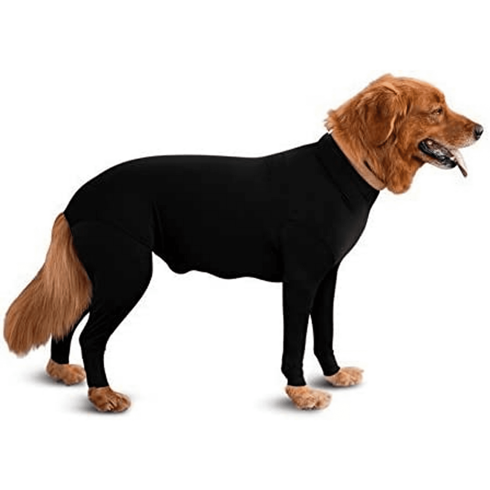 Body deportivo para perros: pérdida de cabello para perros la ...