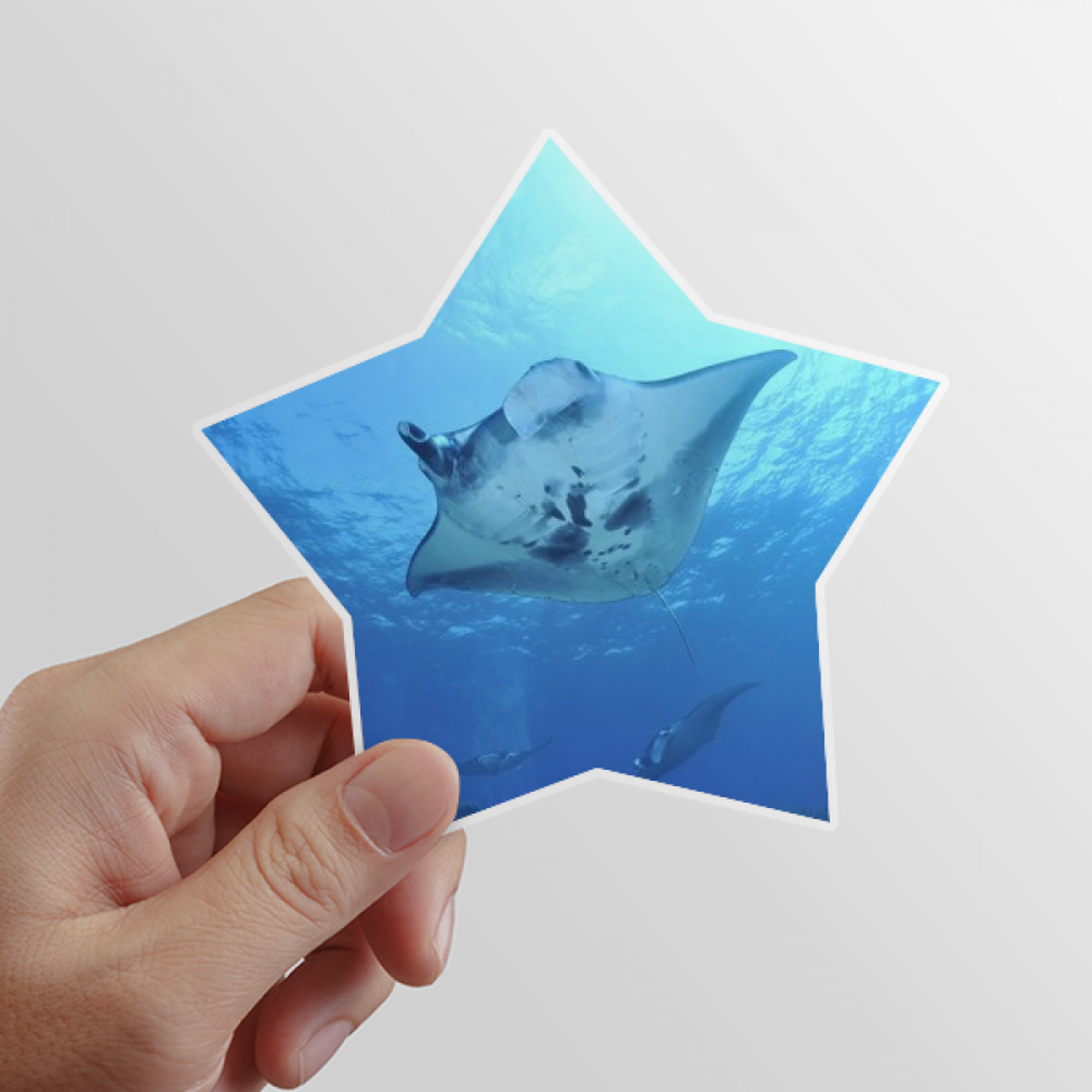 Ocean Ray Skate ciencia naturaleza foto Estrella calcomanías ...