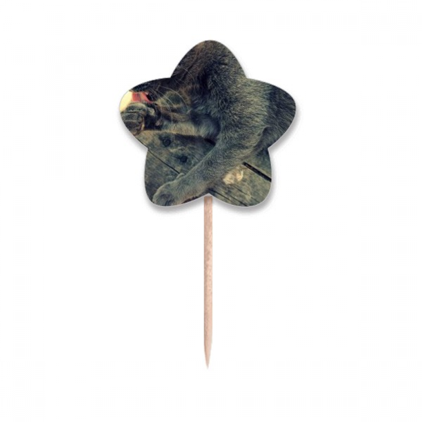 Animal Patron Gato gris fotografía Selección de pastelitos Star lable ...