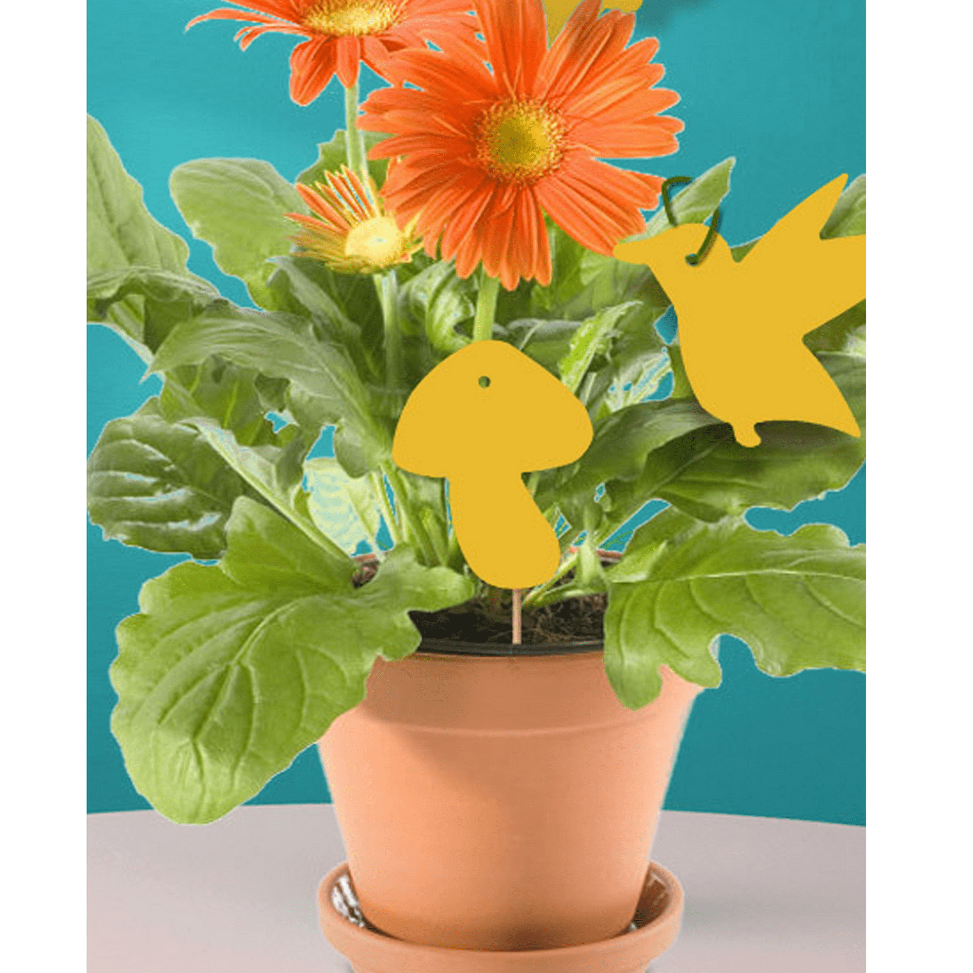 Trampa pegajosa amarilla Mosca de la fruta Hongo Gnat Catcher LingWen 8390606654137 | Walmart en ...