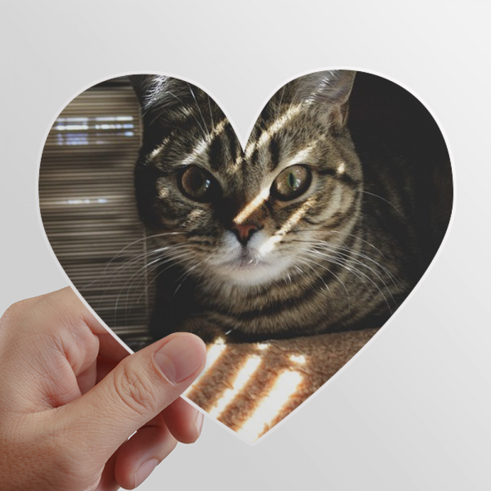 Animal Gato Ray fotografia shoot Calcomanías cardíacas,calcomanías para ...